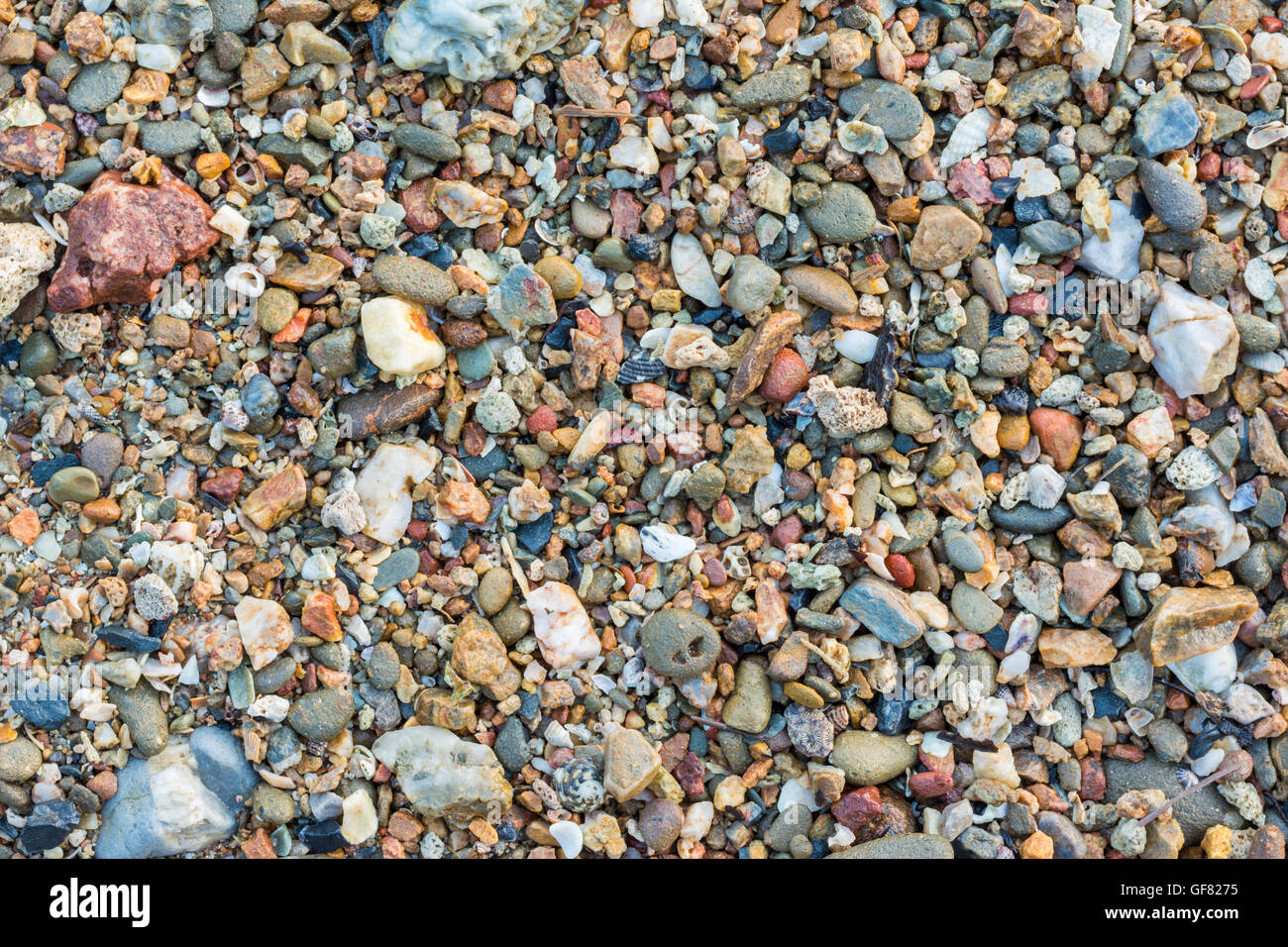 Abstract group of Shell texture background Stock Photo - Alamy