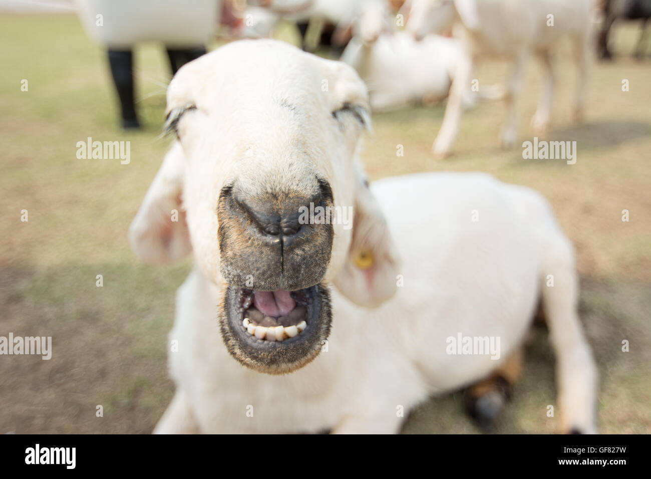Sheep farm in eating grass , soft focus amd vintage style Stock Photo ...