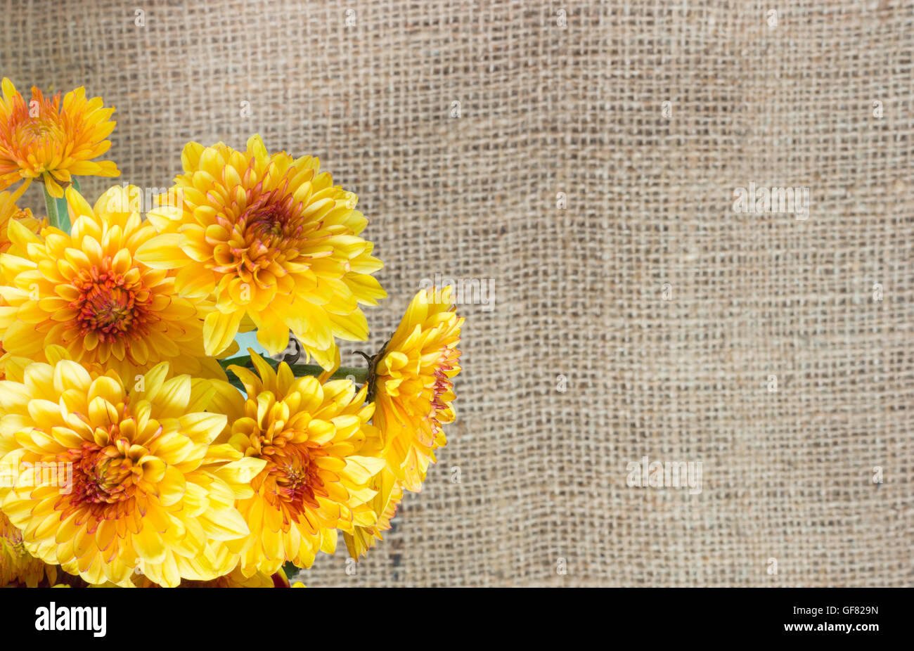 Group of colorful flower on sack background Stock Photo - Alamy