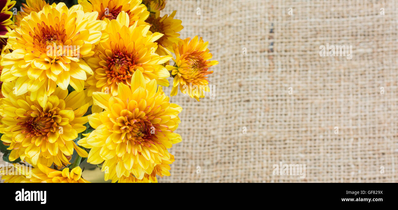 Group of colorful flower on sack background Stock Photo - Alamy