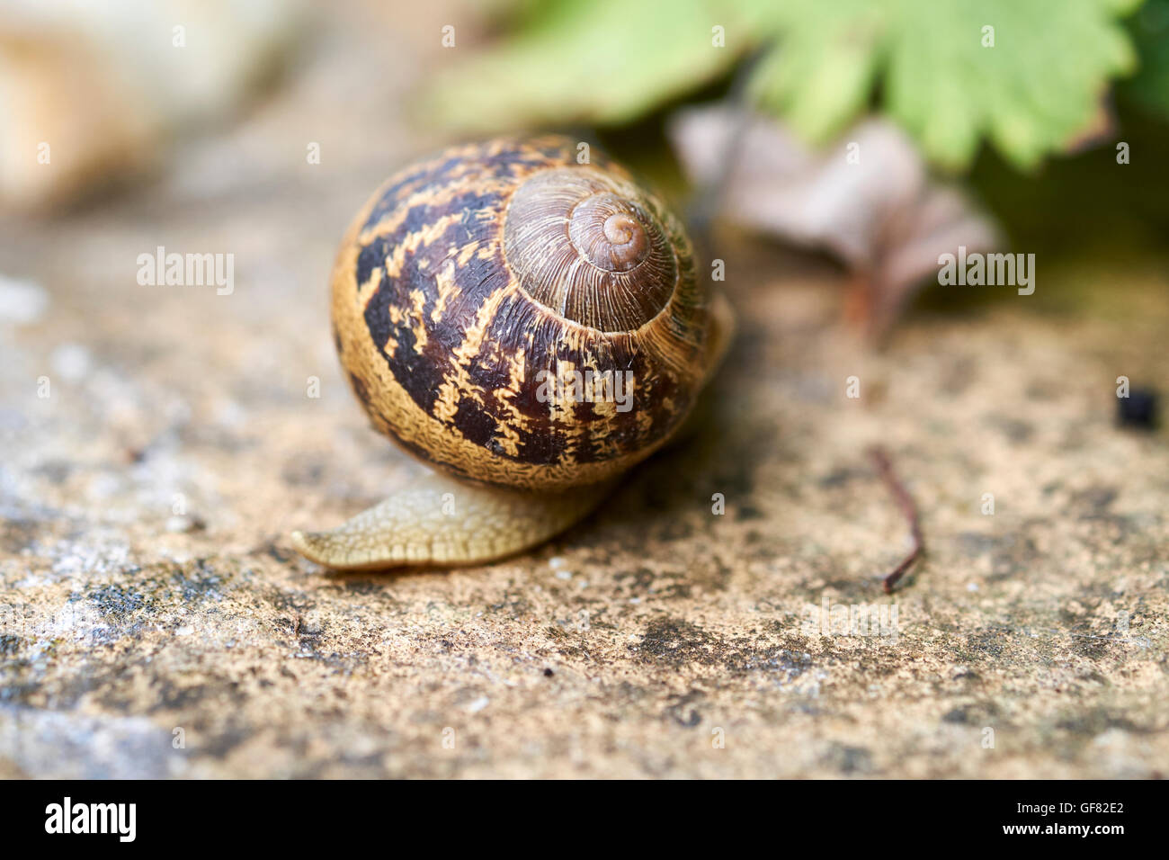 A Garden Snail (Helix aspersa Stock Photo - Alamy