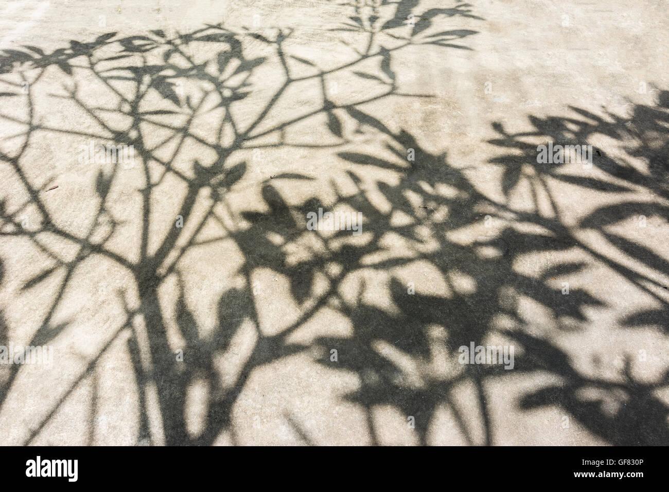Shadows of the trees on the ground Stock Photo - Alamy