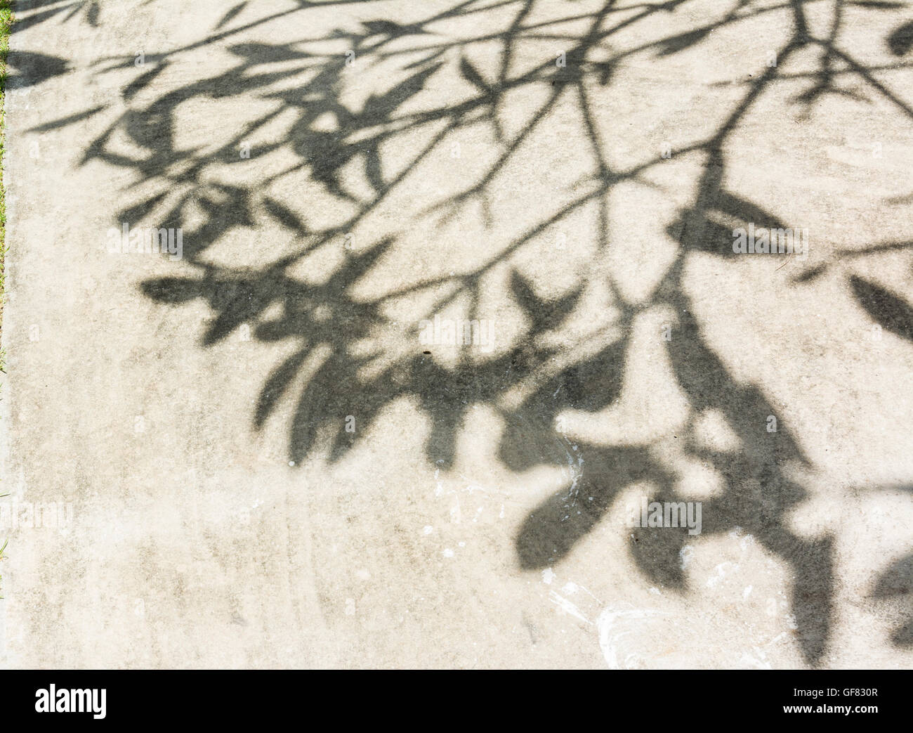 Shadows of the trees on the ground Stock Photo - Alamy