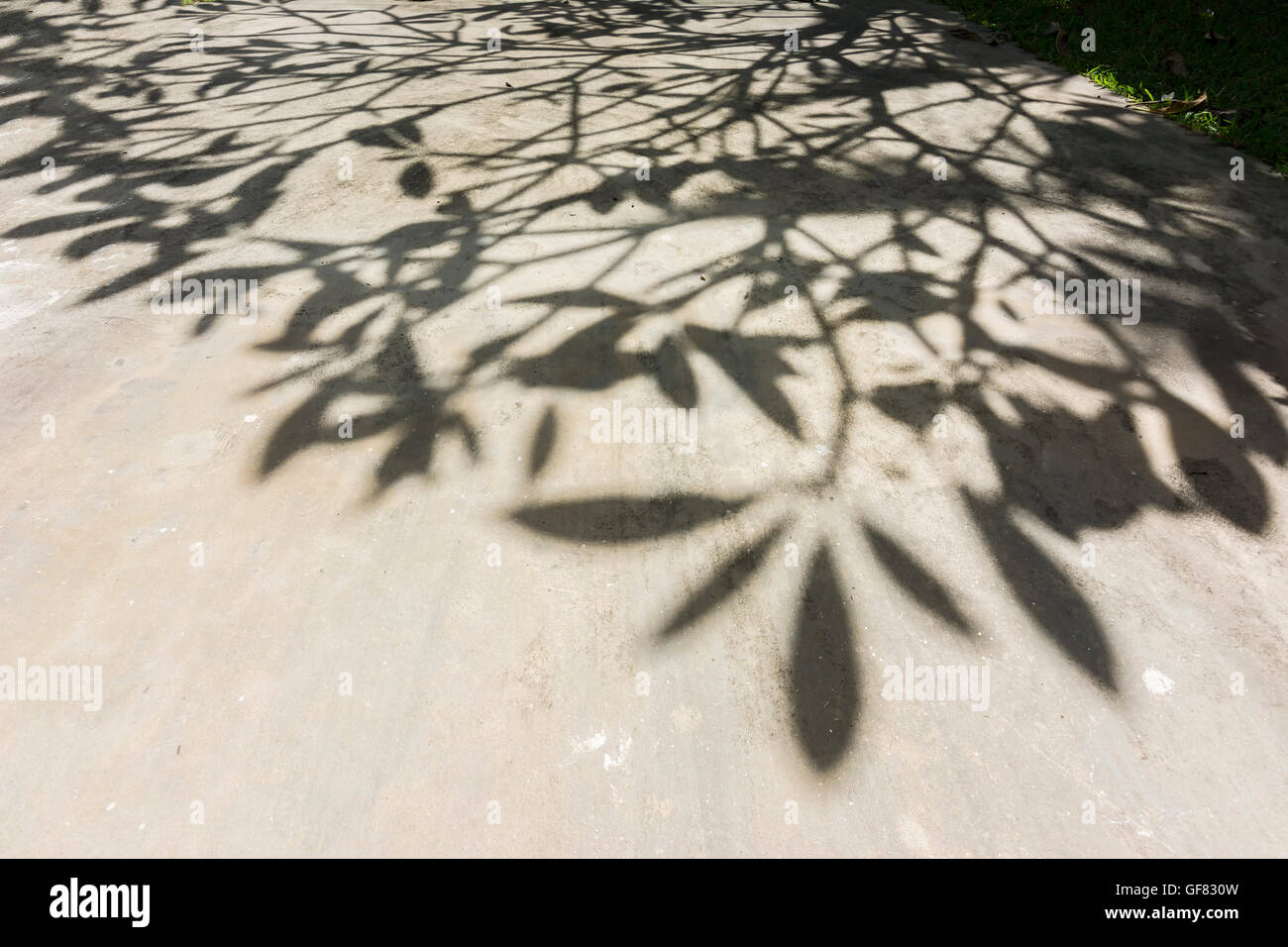 Shadows of the trees on the ground Stock Photo - Alamy