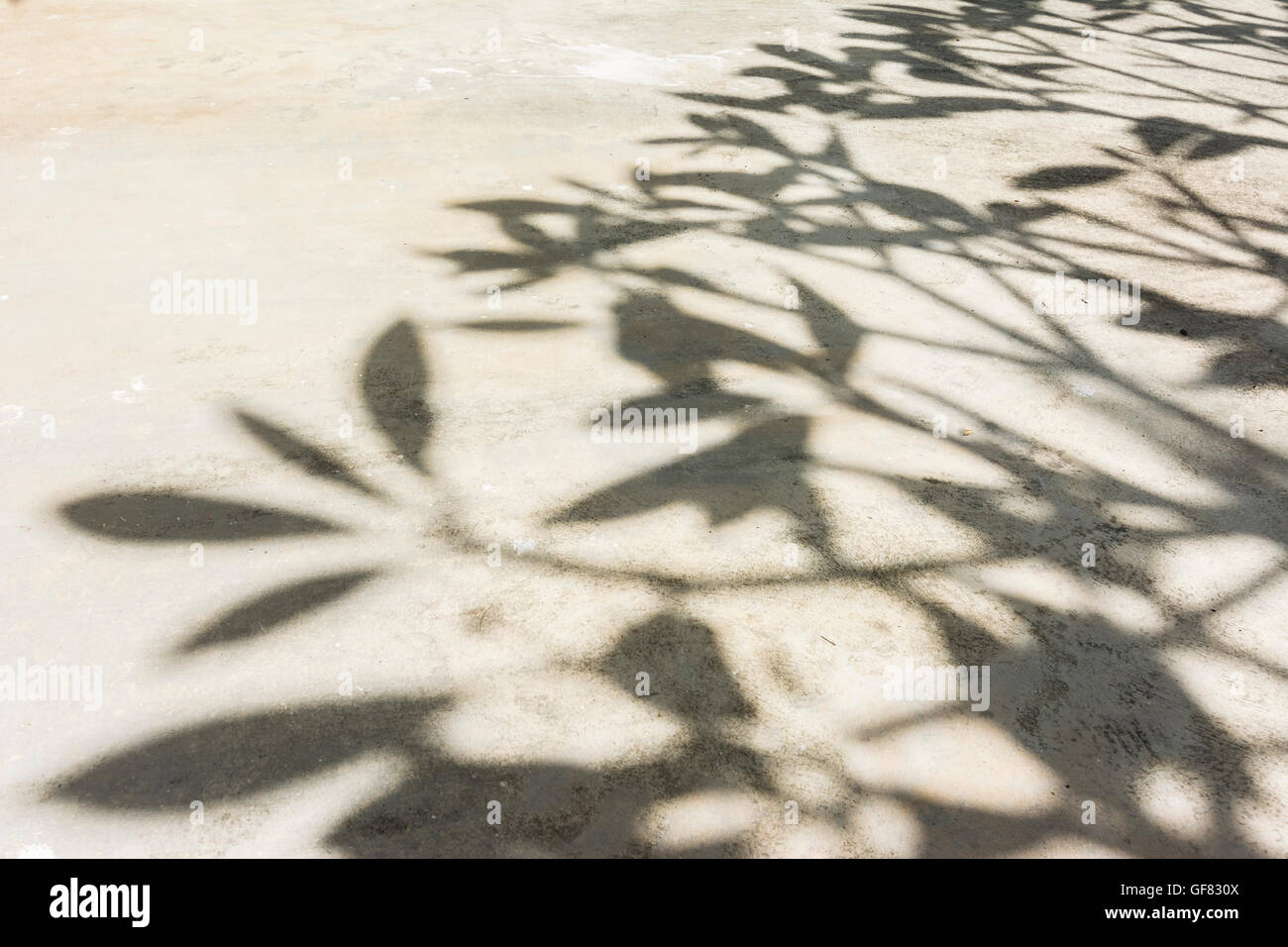 Shadows of the trees on the ground Stock Photo - Alamy