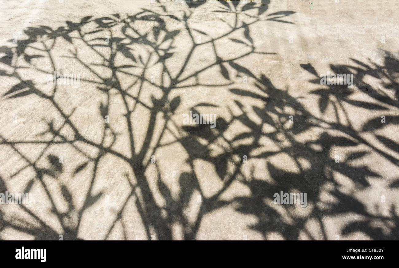 Shadows of the trees on the ground Stock Photo - Alamy
