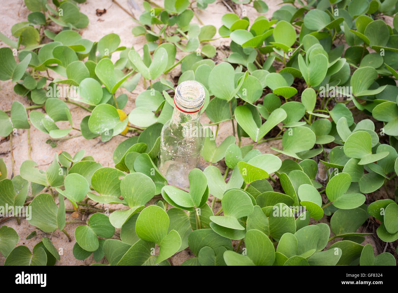 Ipomoea pes-caprae plant or Goat's Foot Creeper with the bottle , save ...