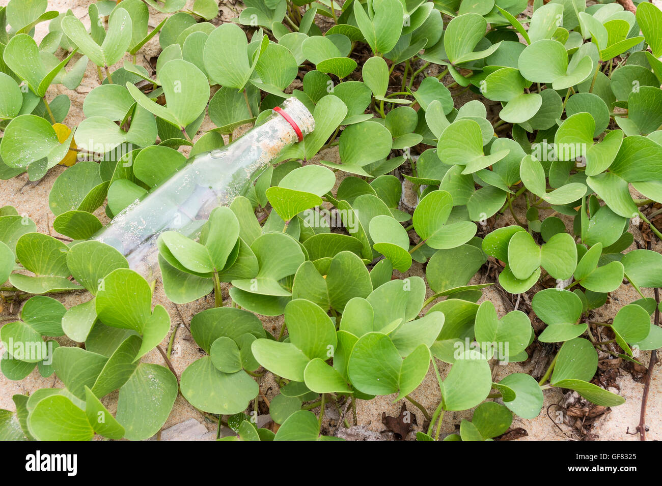 Ipomoea pes-caprae plant or Goat's Foot Creeper with the bottle , save ...