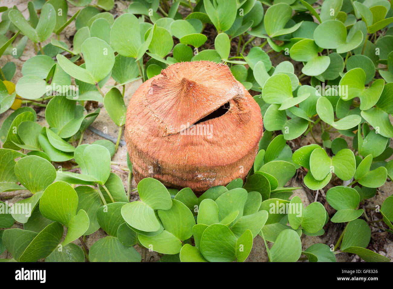 Ipomoea pes-caprae plant or Goat's Foot Creeper with old coconut ...