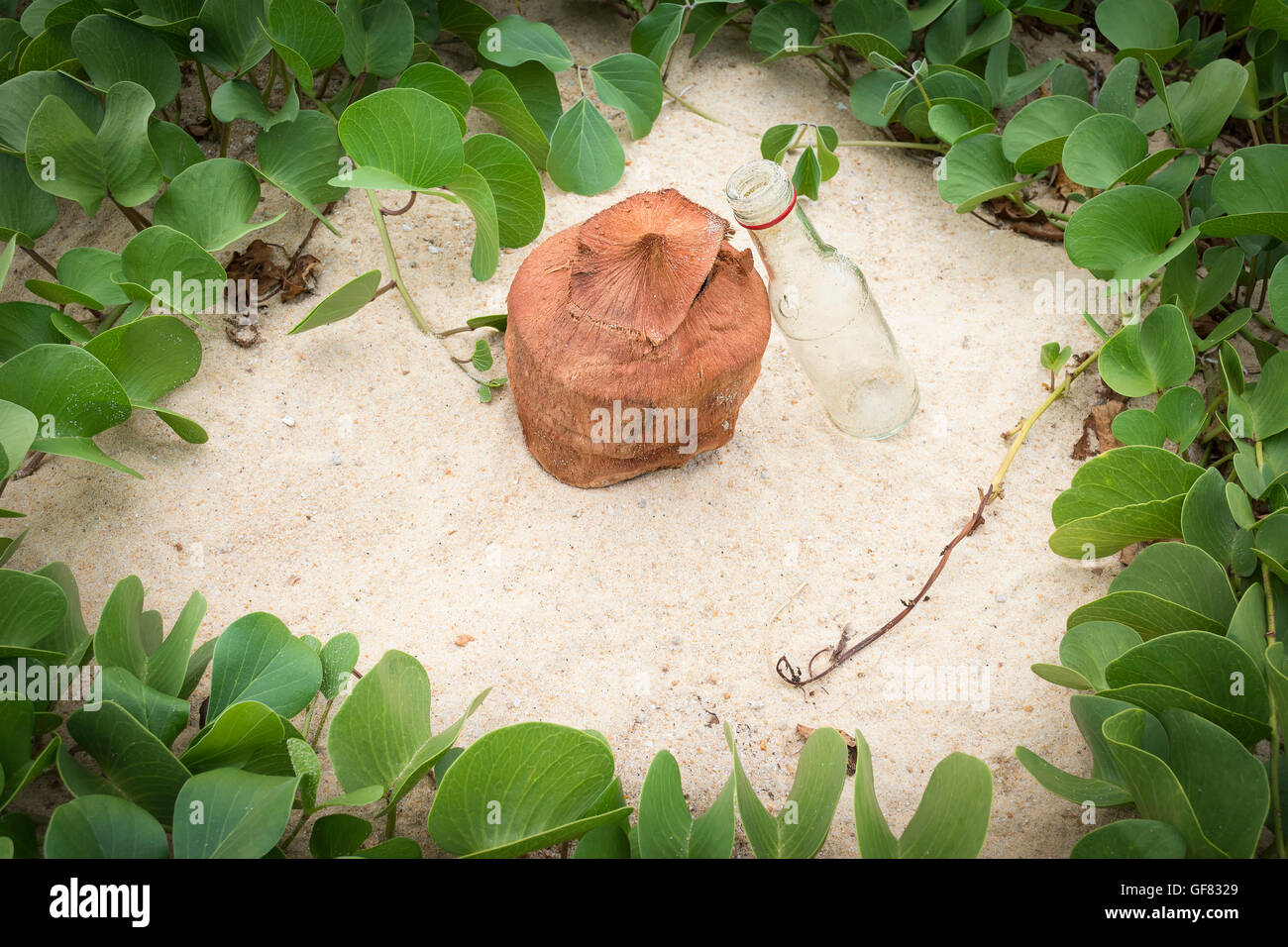 Ipomoea pes-caprae plant or Goat's Foot Creeper with old coconut ...