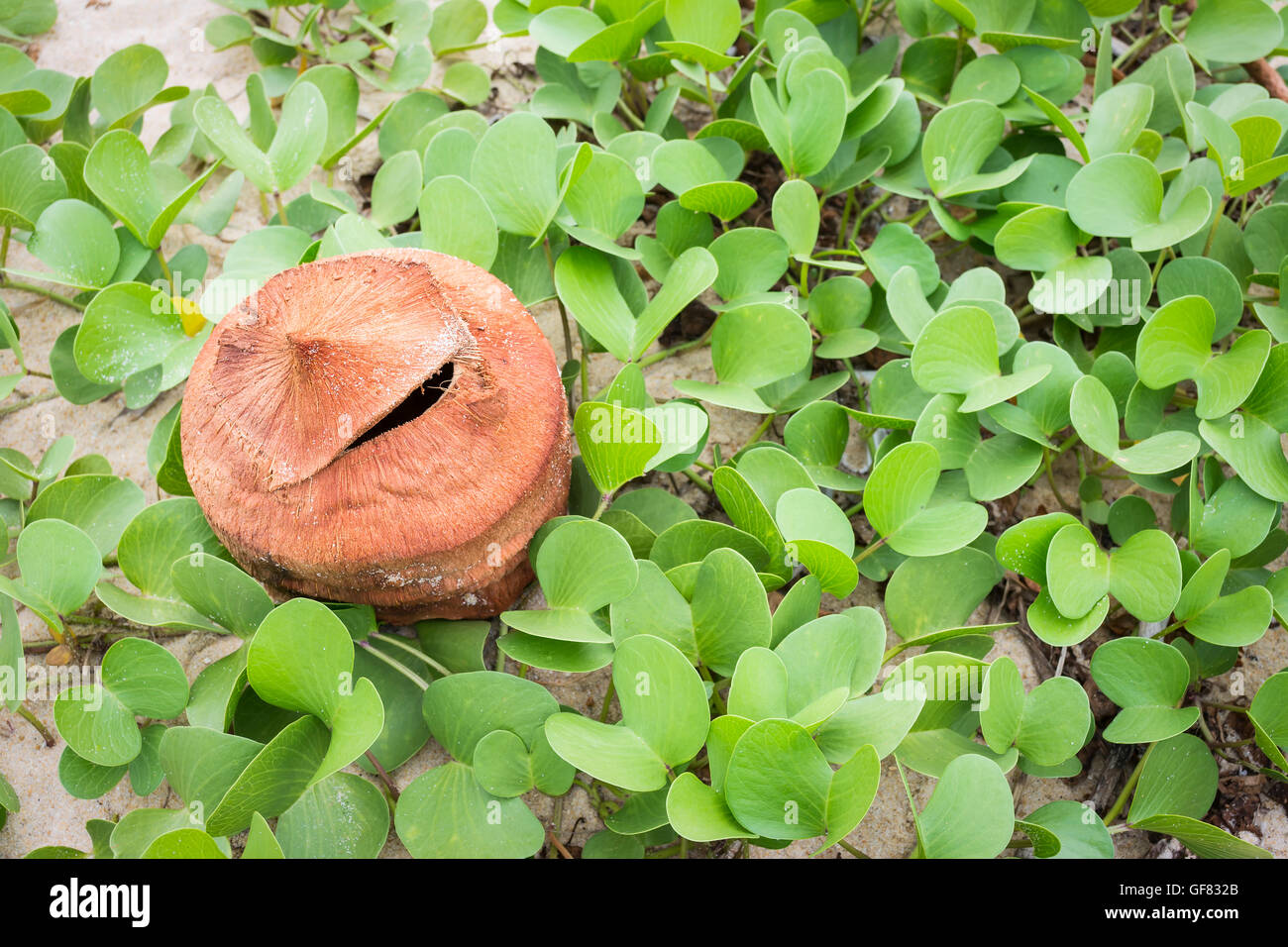 Ipomoea pes-caprae plant or Goat's Foot Creeper with old coconut ...