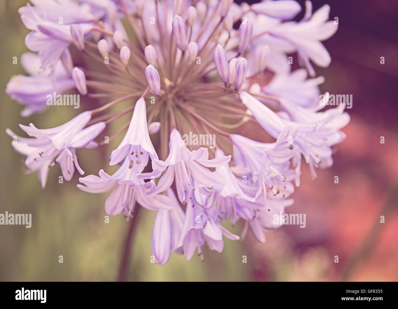 Agaphantus Impetus Blue Lily Of The Nile Flower at Hampton Court Flower ...
