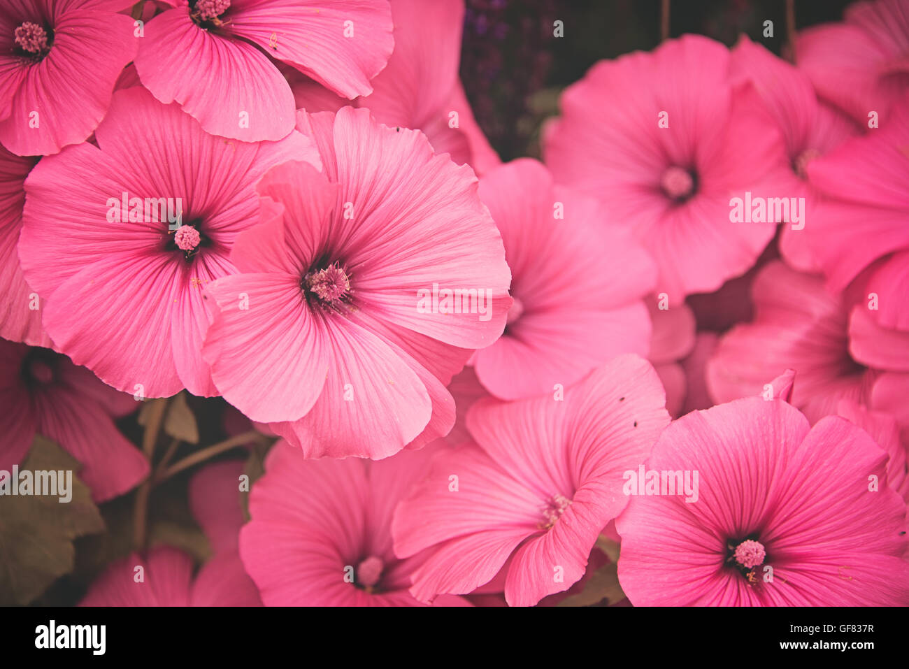 Mallow malvaceae hi-res stock photography and images - Alamy