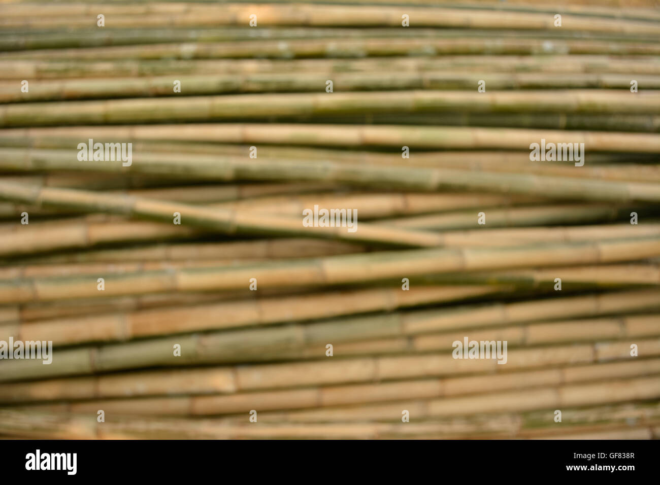 Abstract bamboo bokeh , blur background Stock Photo - Alamy