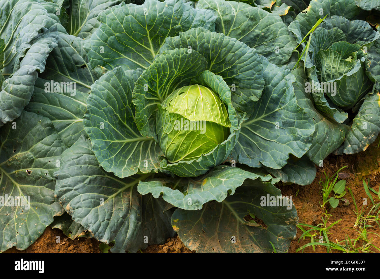 Big fresh green cabbage with water drop After the Rain Stock Photo - Alamy
