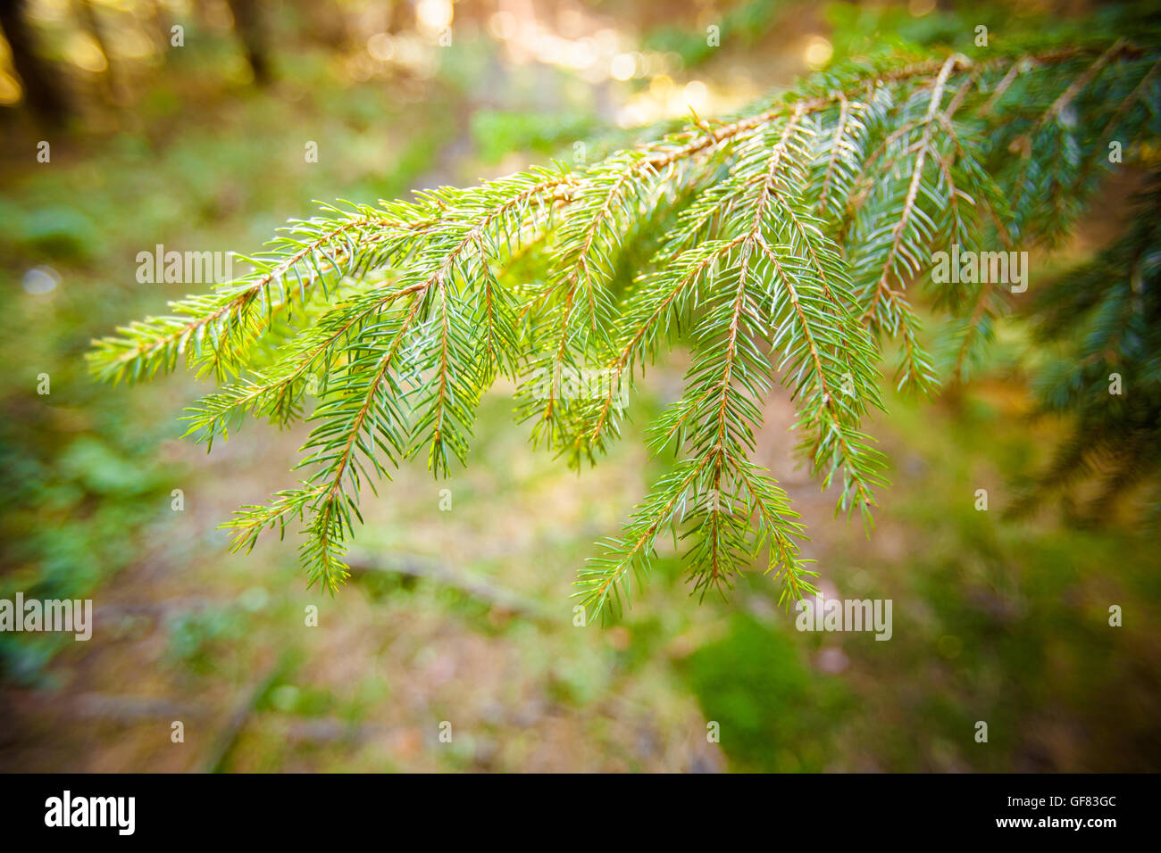 Autumn detail photo of pine tree taken in woods, in polish Beskidy ...