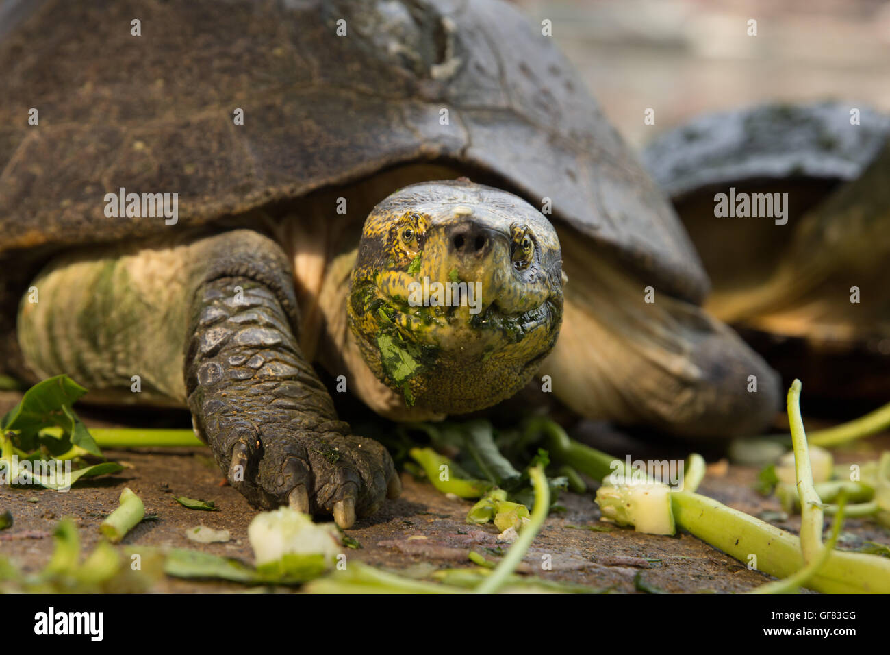 Turtle eating water hi-res stock photography and images - Alamy