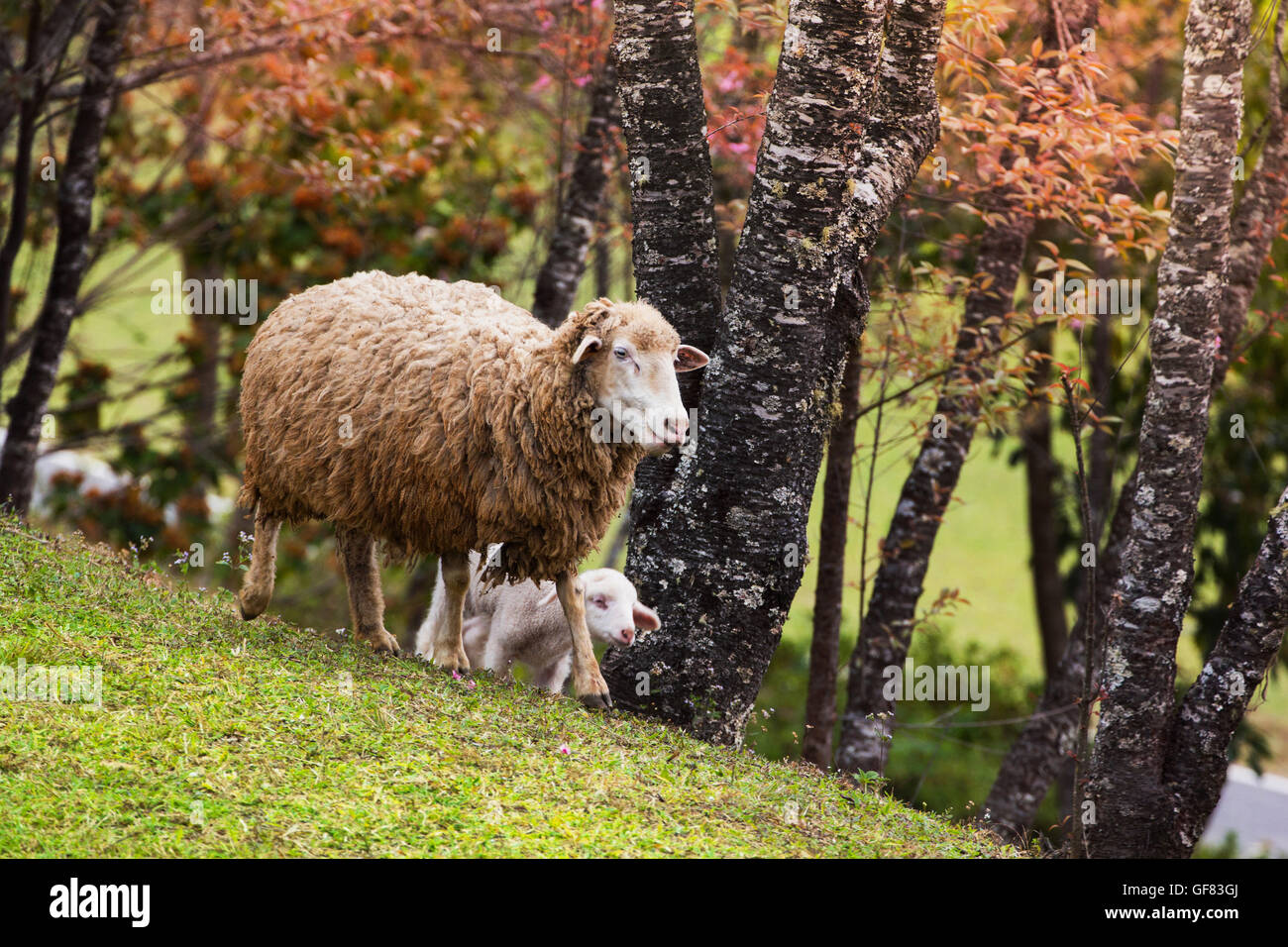 Mother and Lamb sheep walking on grass field Stock Photo - Alamy