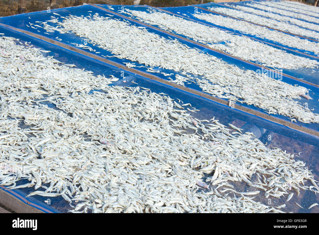 Small salted fish dried under the sun in Chanthaburi province, Thailand ...