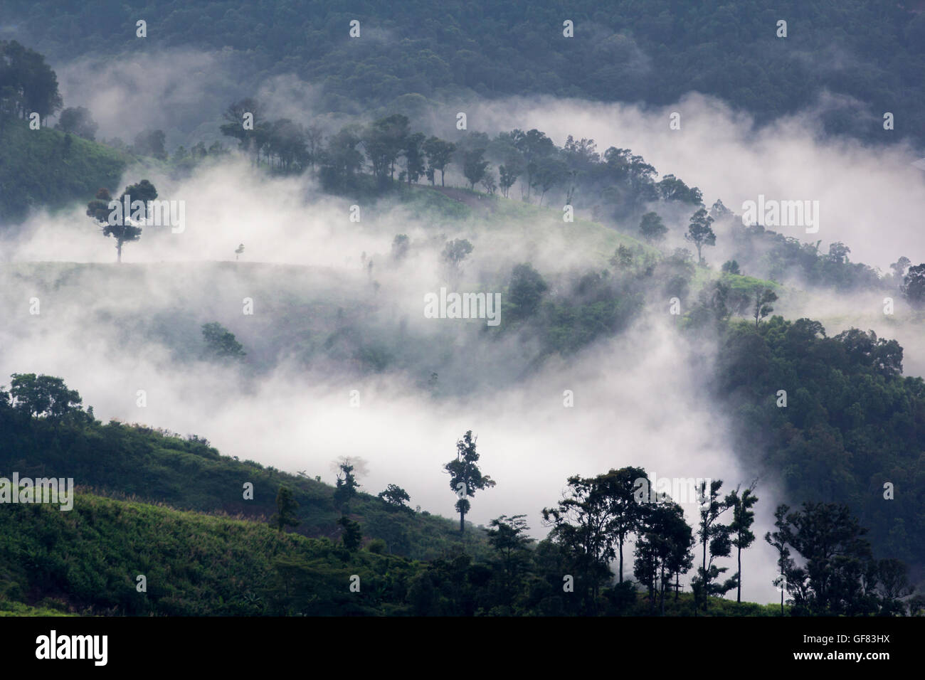 Fog flow at tropical rain forest and mountain landscape Stock Photo - Alamy