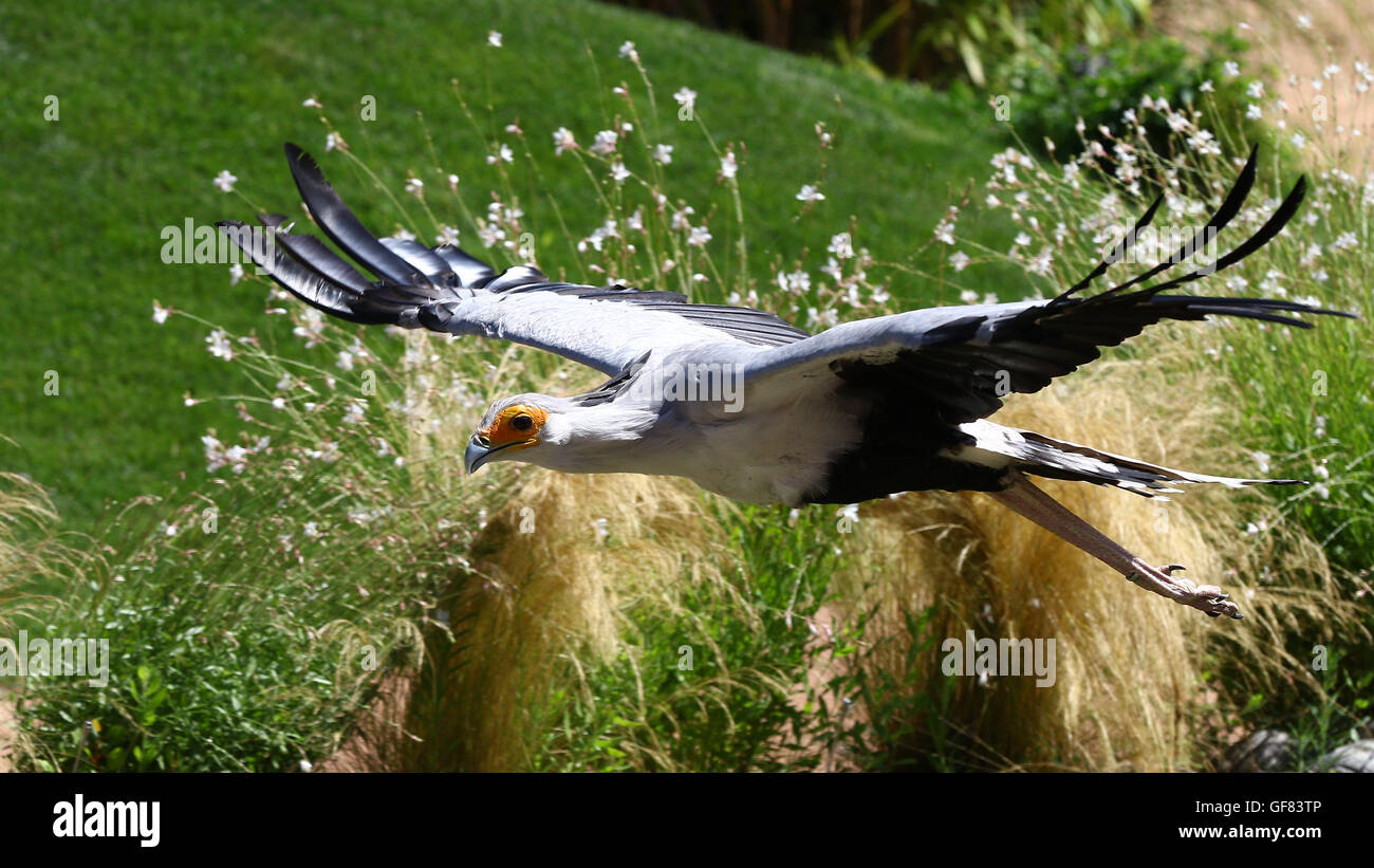 Secretary bird flying hi-res stock photography and images - Alamy