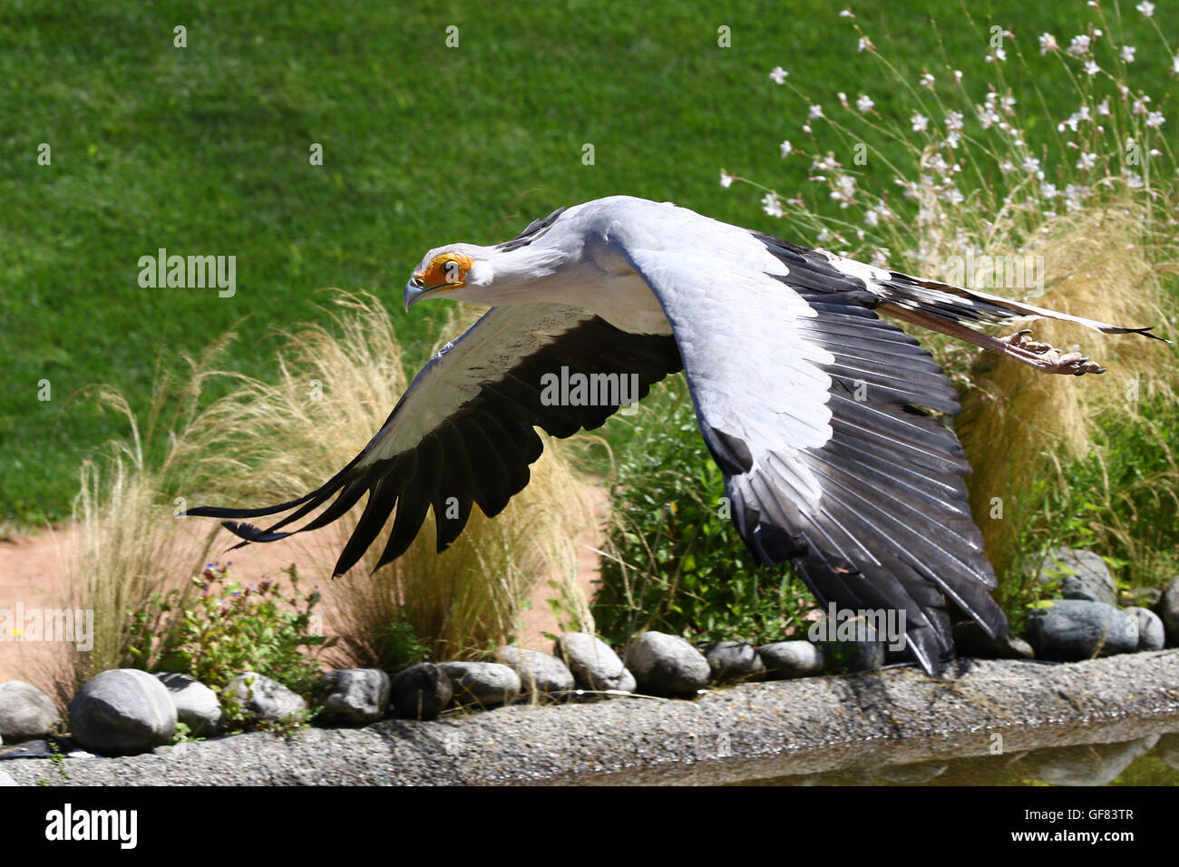 Secretary Bird Flying High Resolution Stock Photography and Images - Alamy