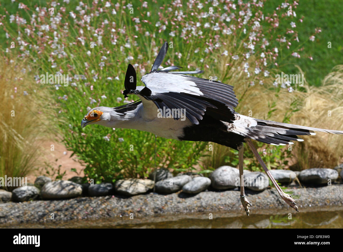 Secretary bird flying hi-res stock photography and images - Alamy