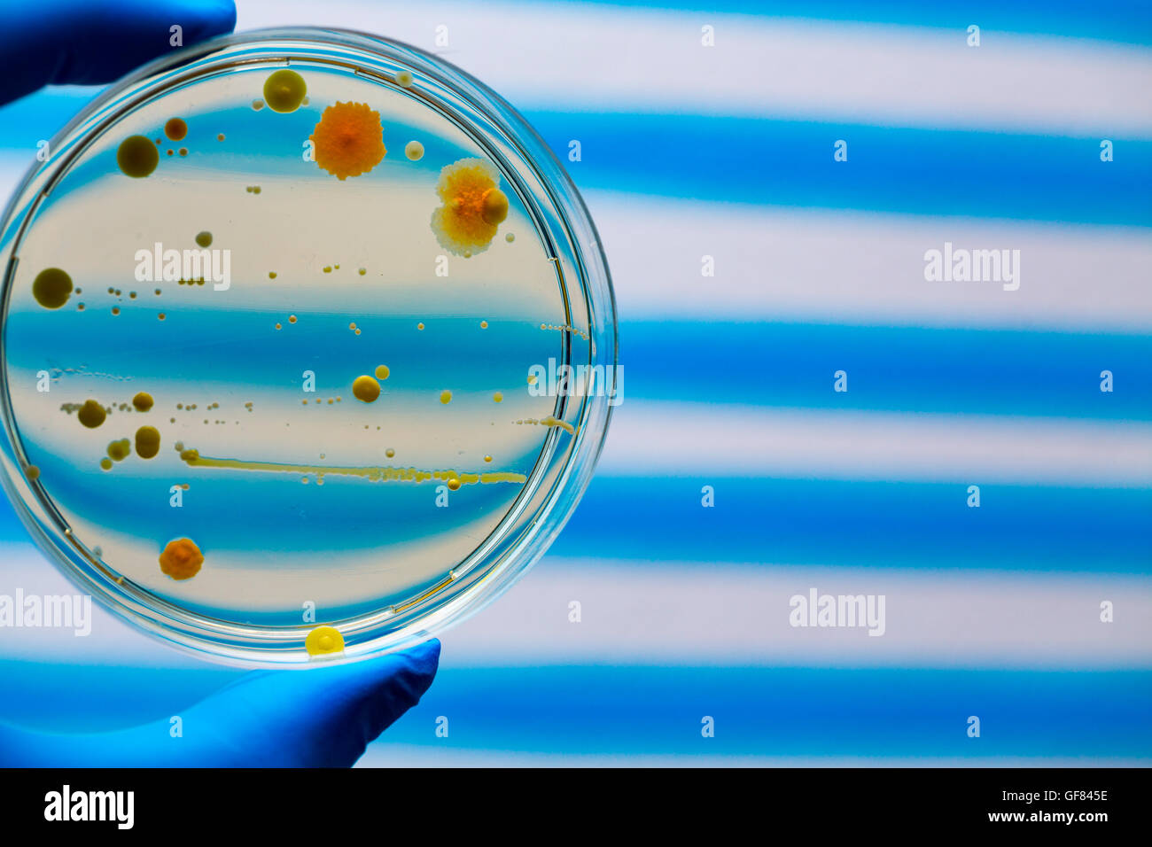 researcher holding prepared media dish in microbiology laboratory in ...
