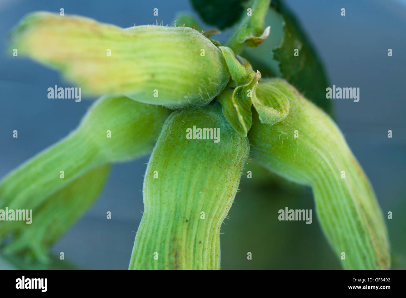 Tough nuts hi-res stock photography and images - Alamy