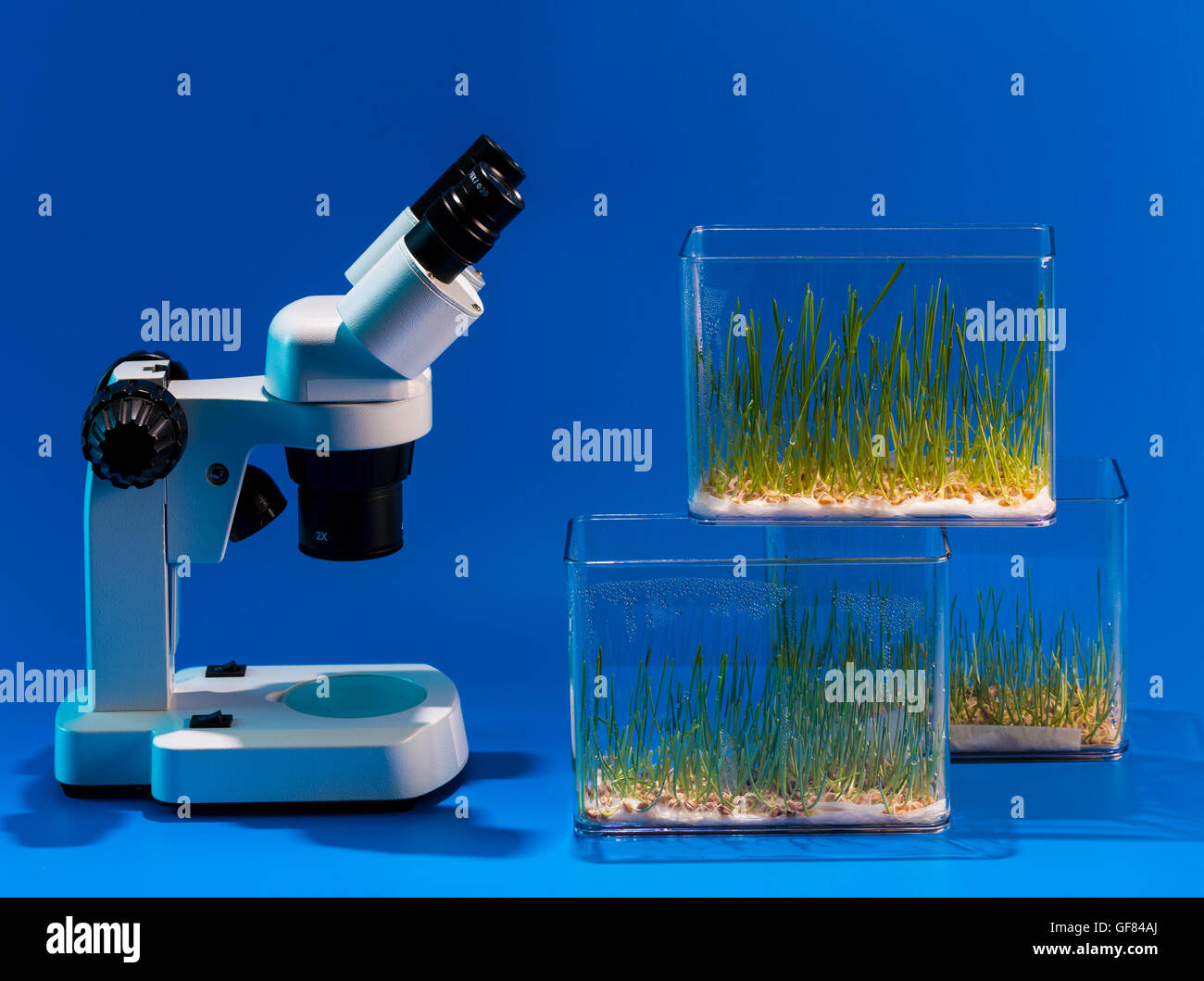 Biology plants hi-res stock photography and images - Alamy
