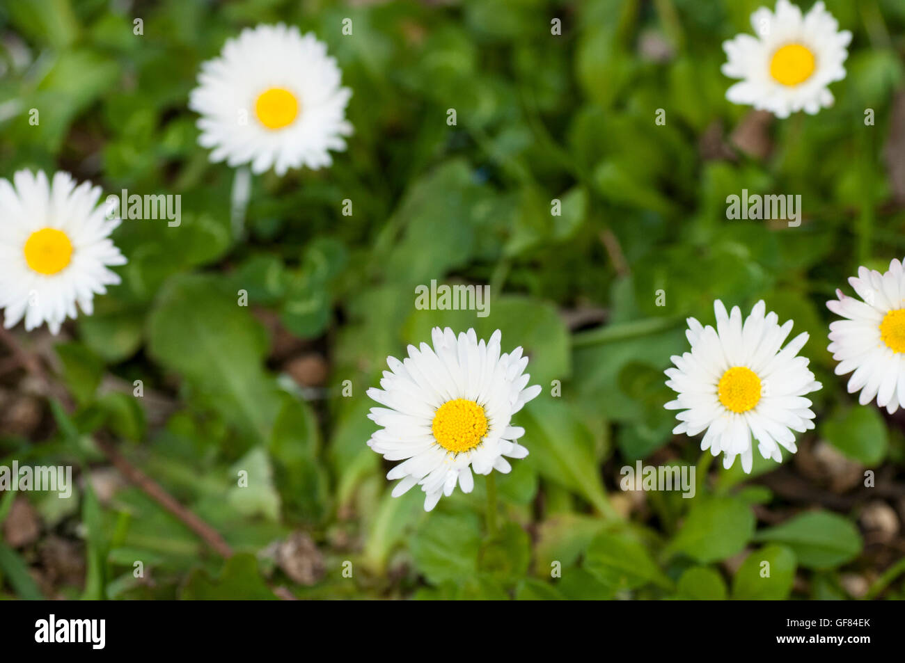 Beauty farm daisy hi-res stock photography and images - Alamy