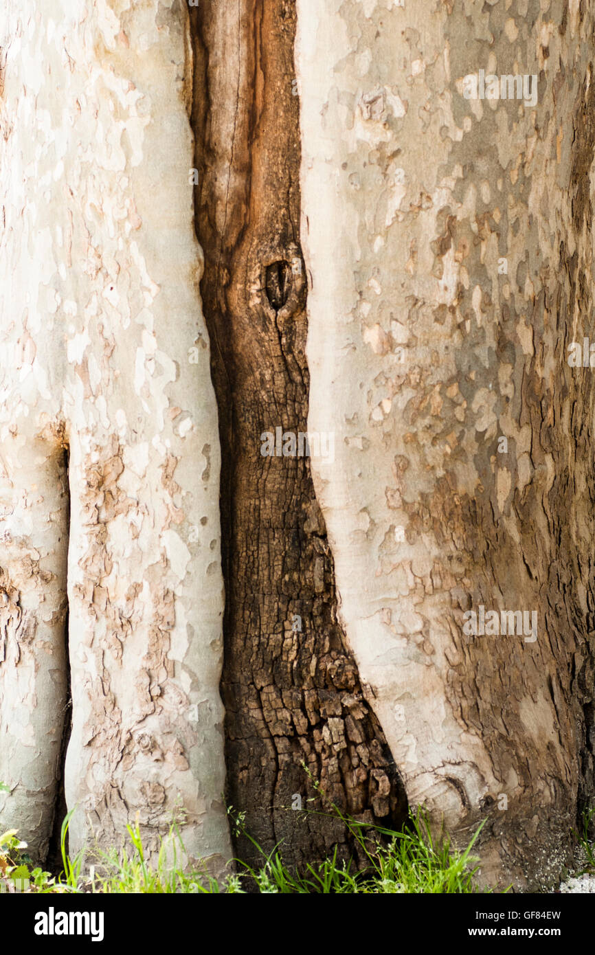 Wound in tree hi-res stock photography and images - Alamy