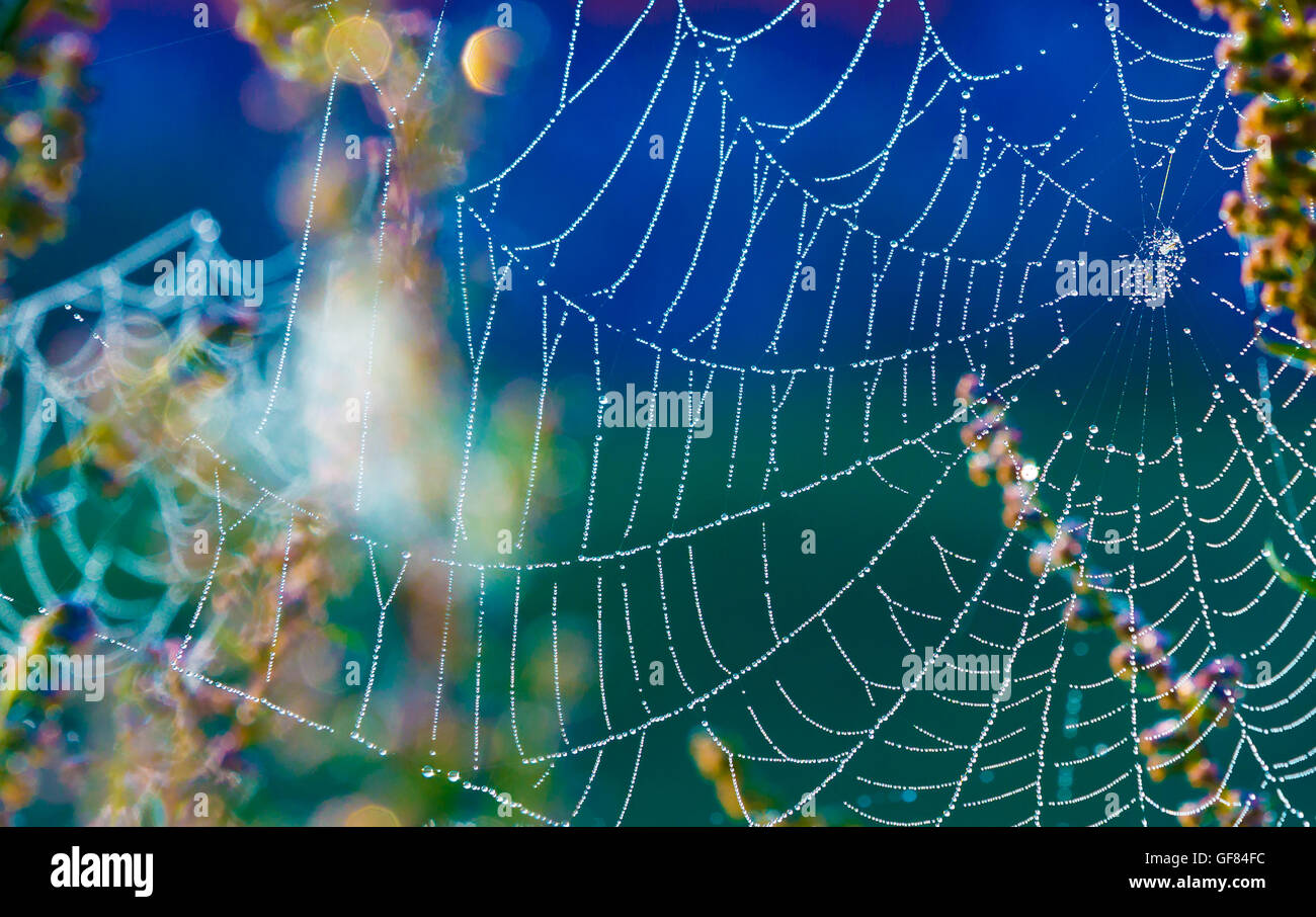 Cobwebs on grass dew hi-res stock photography and images - Alamy