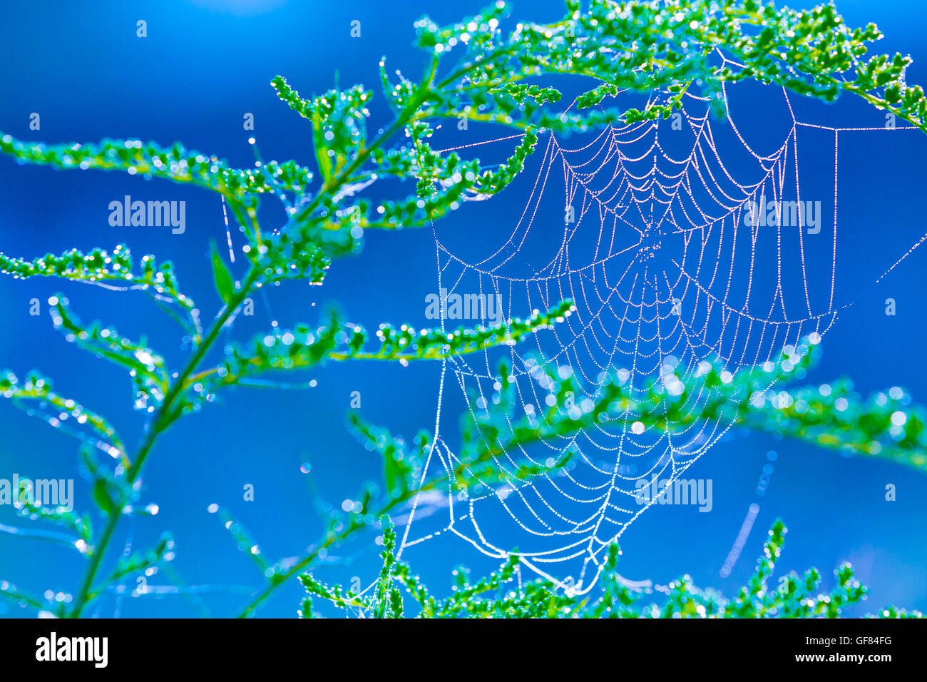 Cobwebs morning macro hi-res stock photography and images - Alamy