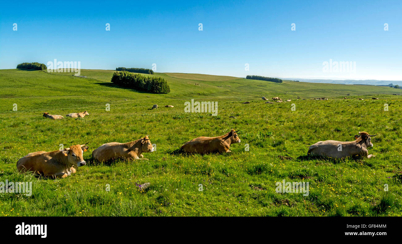 Aubrac cattle breed hi-res stock photography and images - Alamy