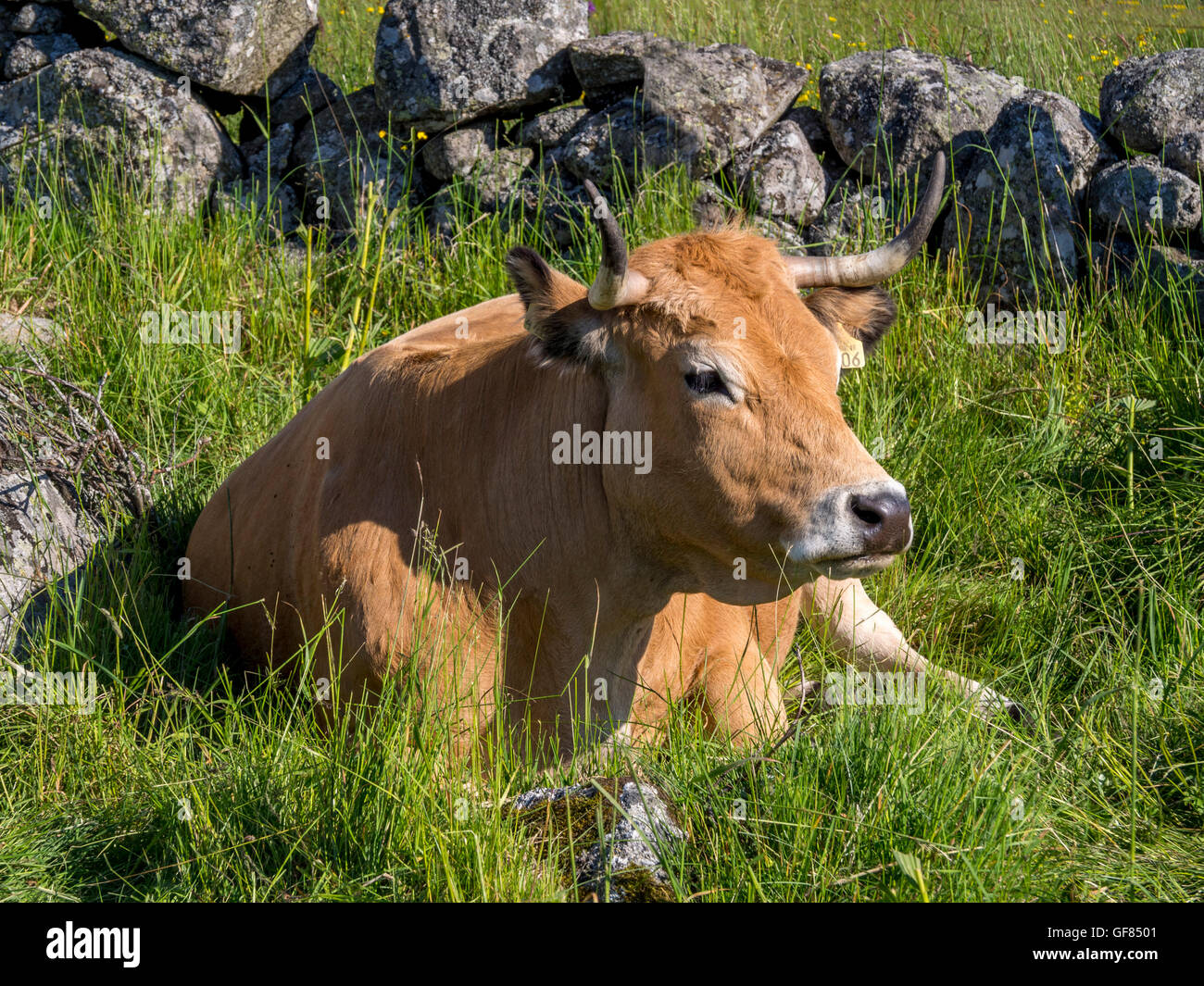 Aubrac cattle, Aubrac, Aveyron, France, Europe Stock Photo - Alamy