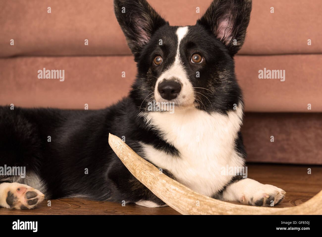 Dog breed Welsh Corgi Cardigan Stock Photo - Alamy
