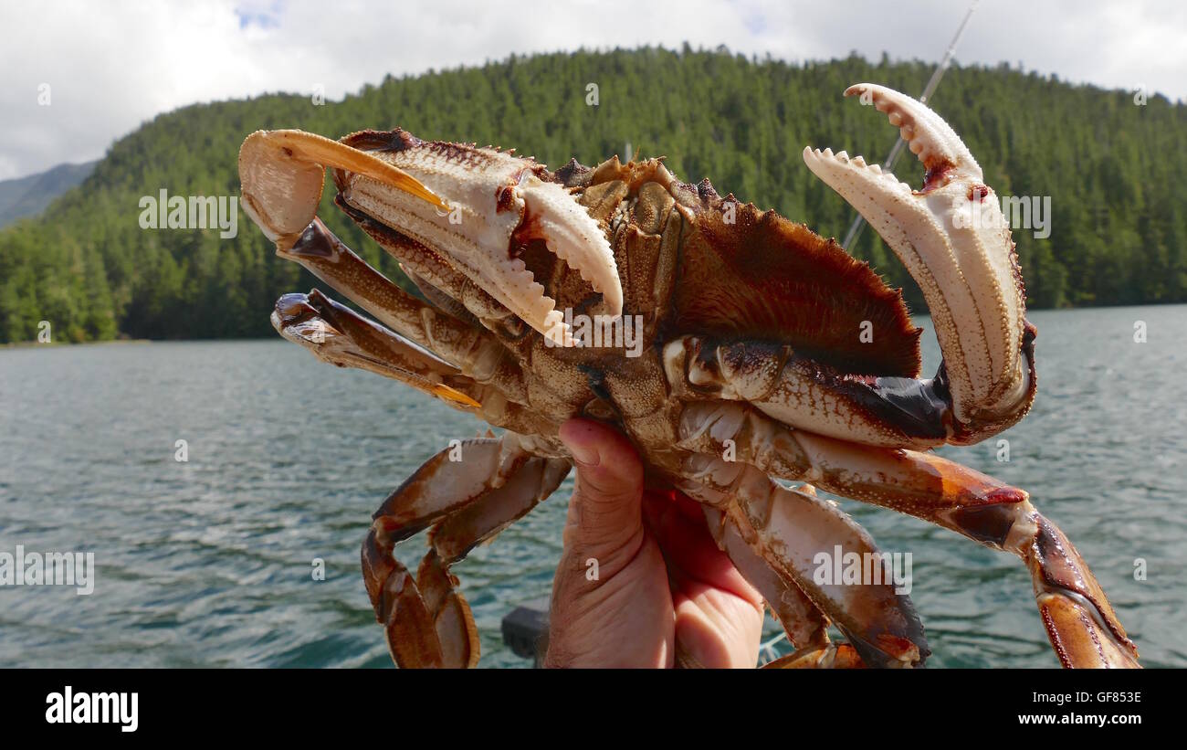 A fresh live dungeness crab lifted from a trap by hand in the wilds of ...
