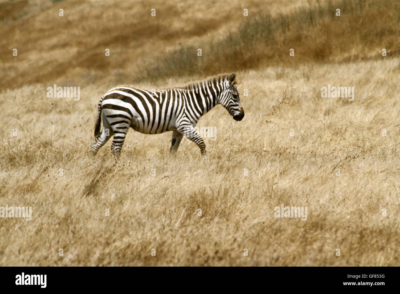 A zebra on the grounds of San Simeon castle state park , this zebra is ...