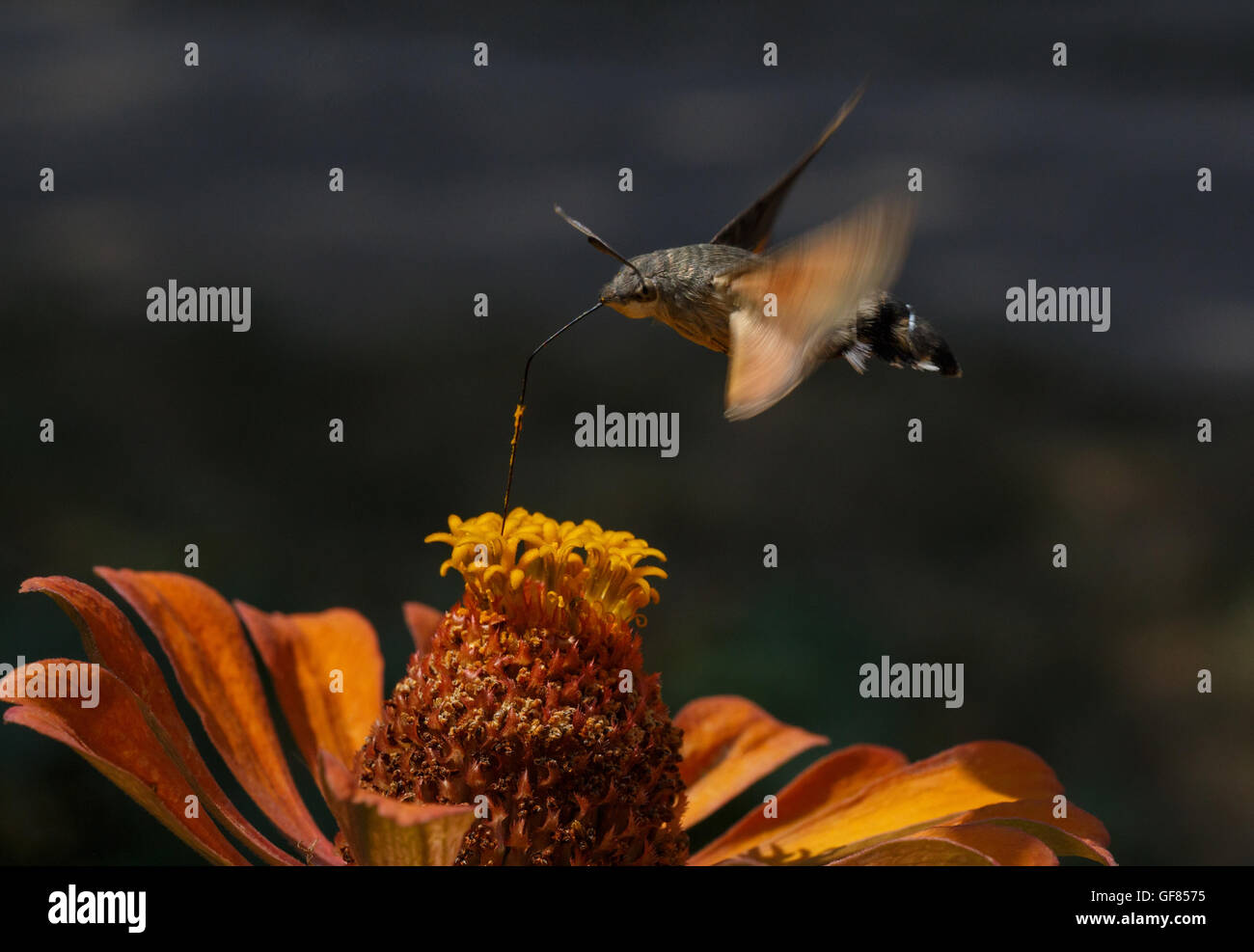 Moths flying hi-res stock photography and images - Alamy