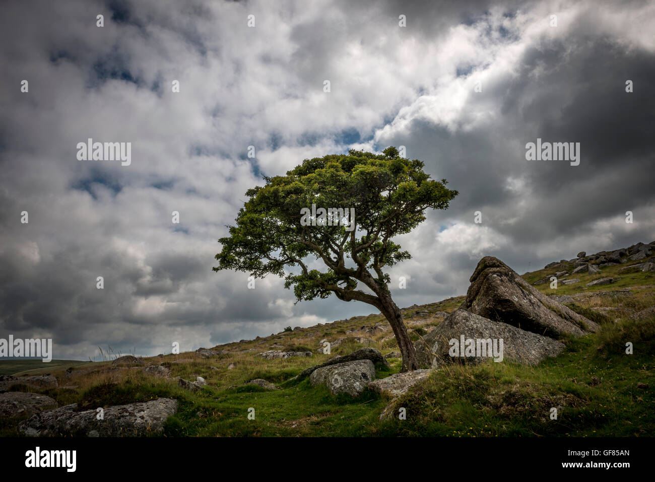Lone hawthorn tree hi-res stock photography and images - Alamy