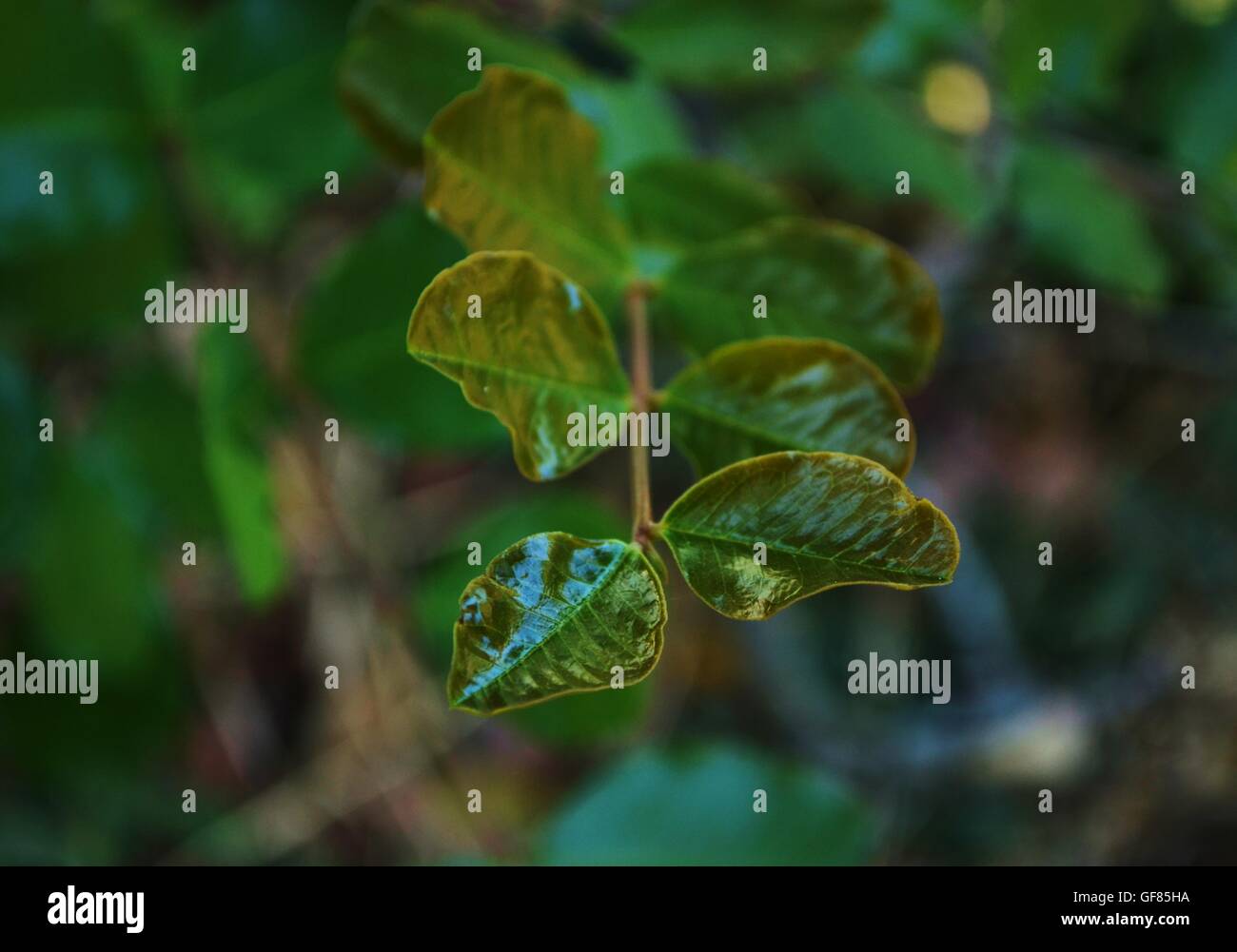 Carob leaves hi-res stock photography and images - Alamy