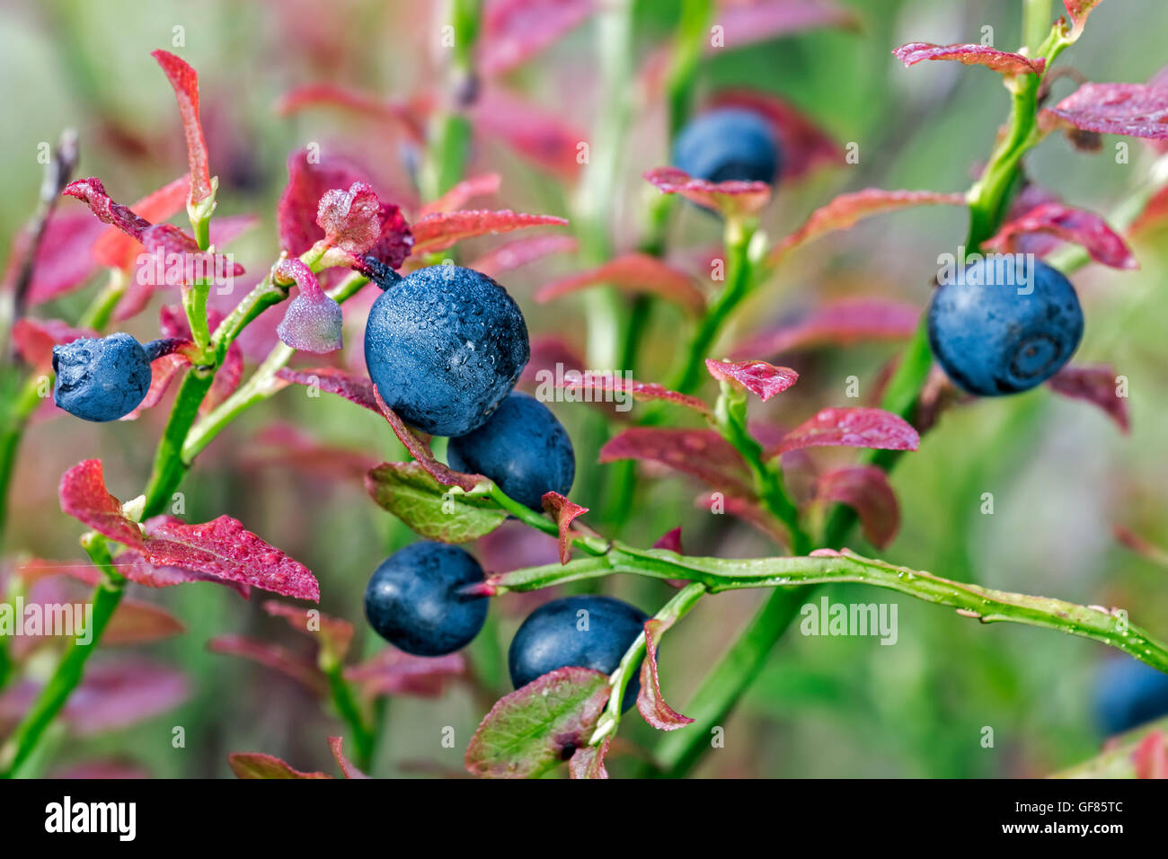 Myrtillus sylvaticus hi-res stock photography and images - Alamy