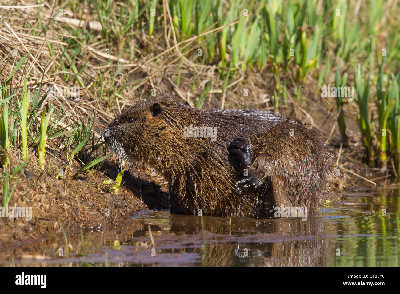 Coypu / river rat / nutria (Myocastor coypus) native to South America ...