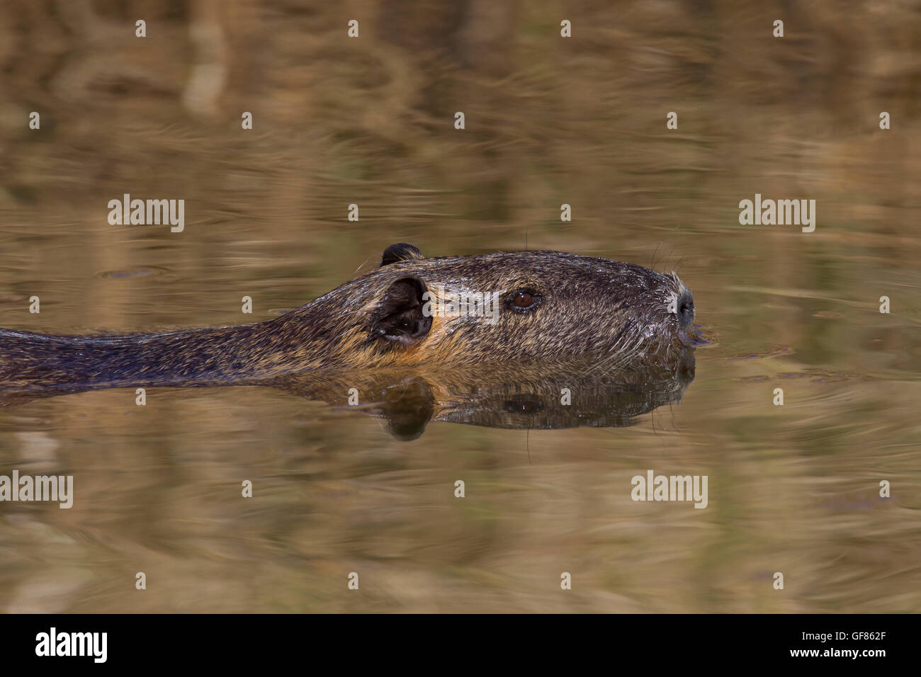 Coypu / river rat / nutria (Myocastor coypus) native to South America ...