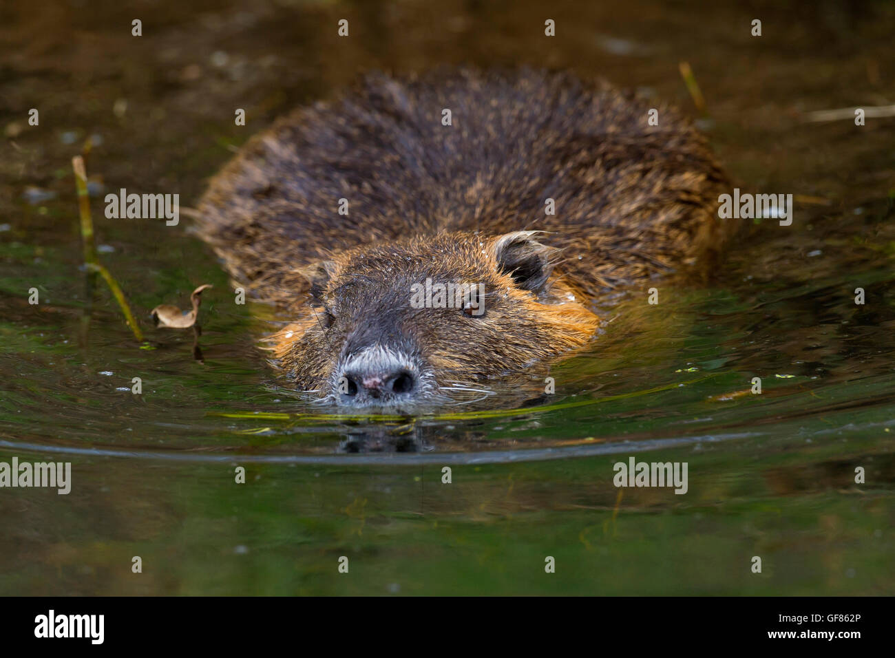 Coypu / river rat / nutria (Myocastor coypus) native to South America ...
