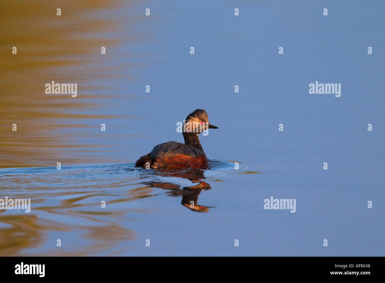 Black-necked grebe / eared grebe (Podiceps nigricollis) male swimming ...