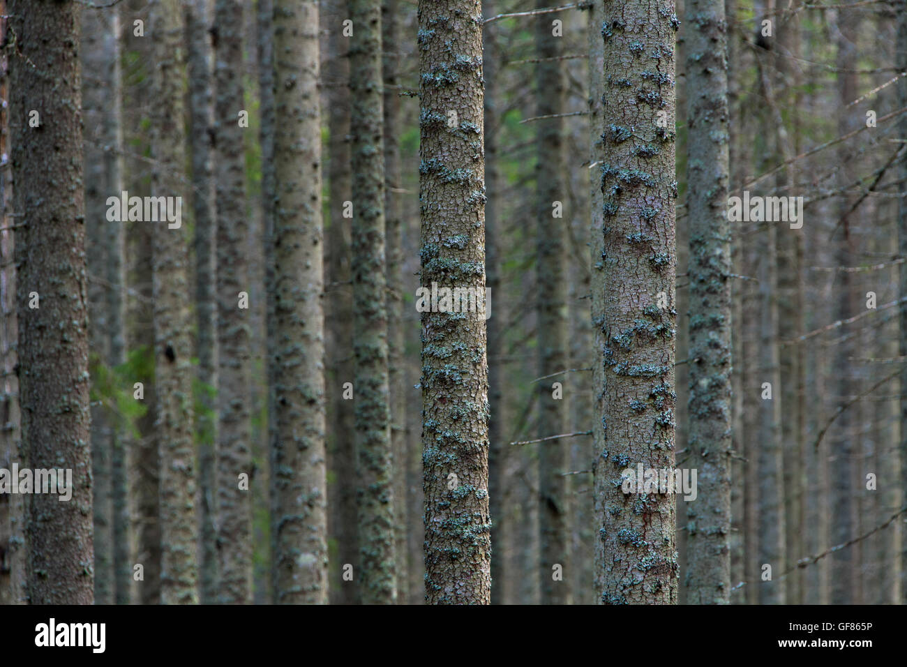 Norway spruces / European spruce (Picea abies) tree trunks covered in ...