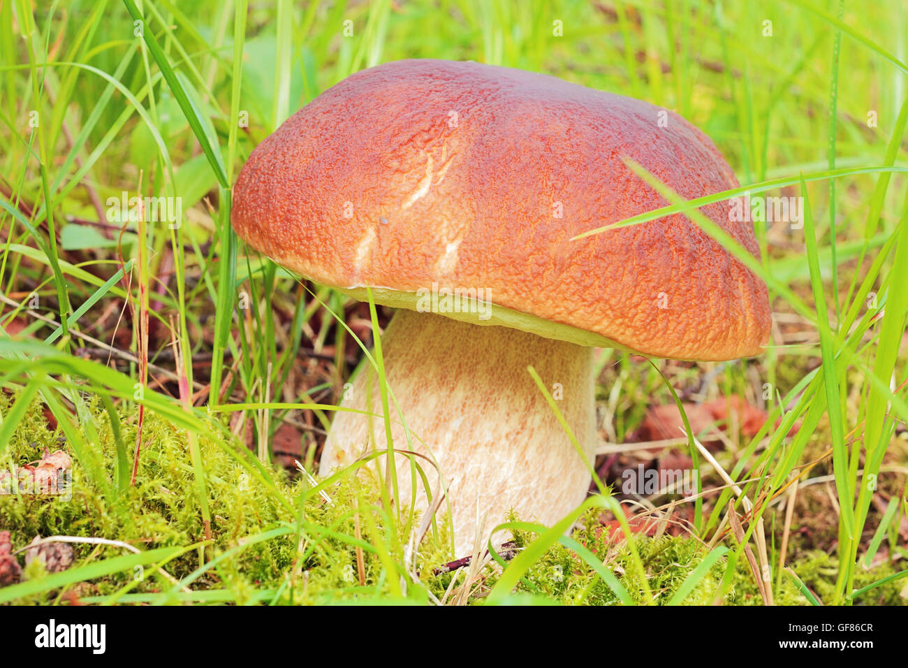 Mushroom cep grows in grass Stock Photo - Alamy