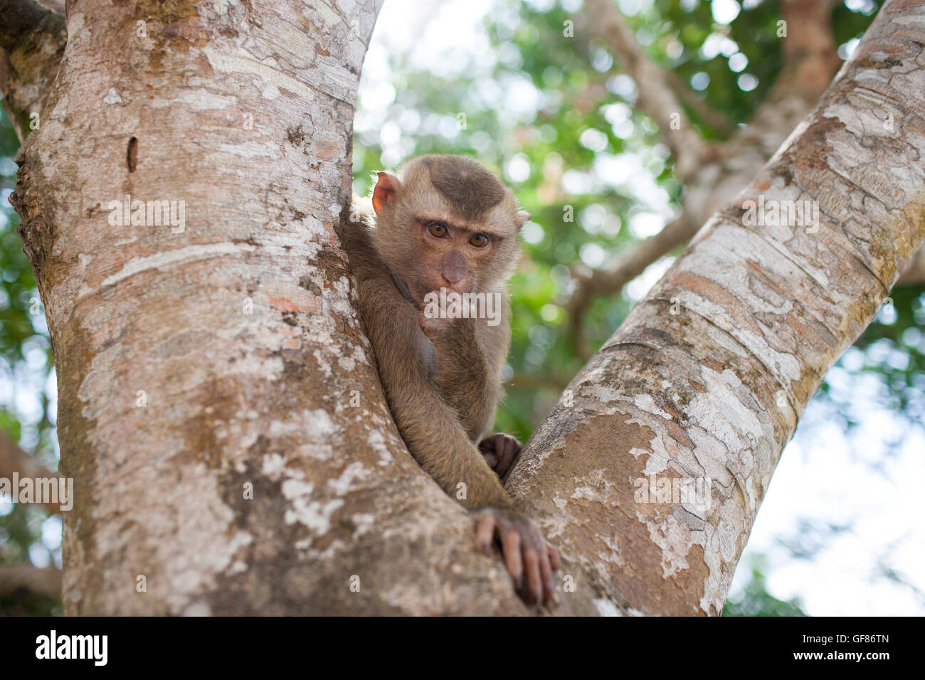 monkey on a tree Stock Photo - Alamy